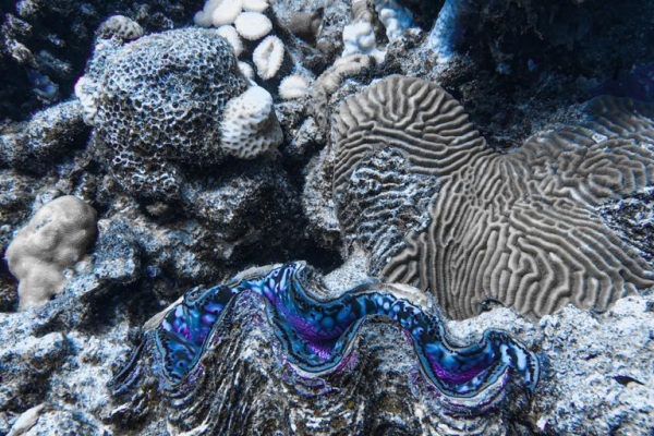 Discover Scuba Diving