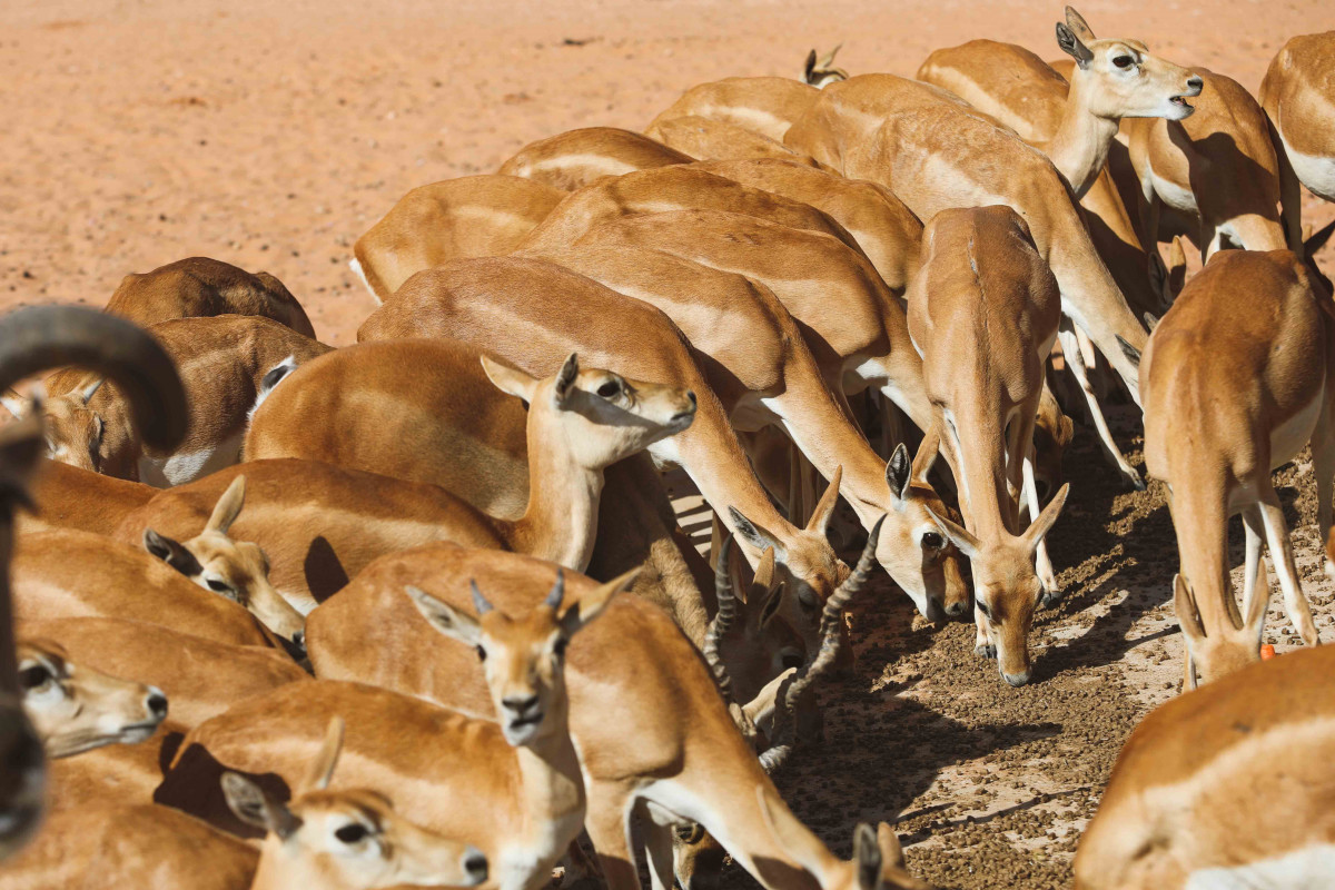 A Thrilling Adventure: Open-Topped Vehicle Safari at Nofa