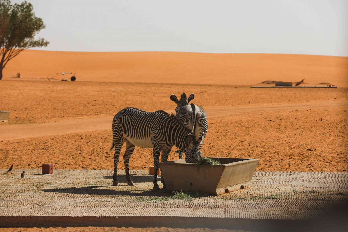 Open-Topped Vehicle Safari at Nofa | Jarir Tickets