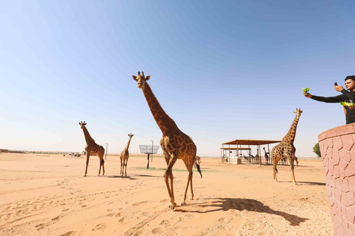 A Thrilling Adventure: Open-Topped Vehicle Safari at Nofa