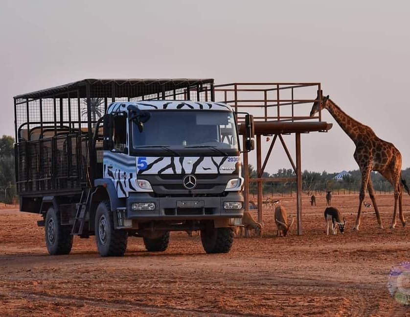 Unleash Your Inner Adventurer with a Full-Day Safari Tour at Nofa