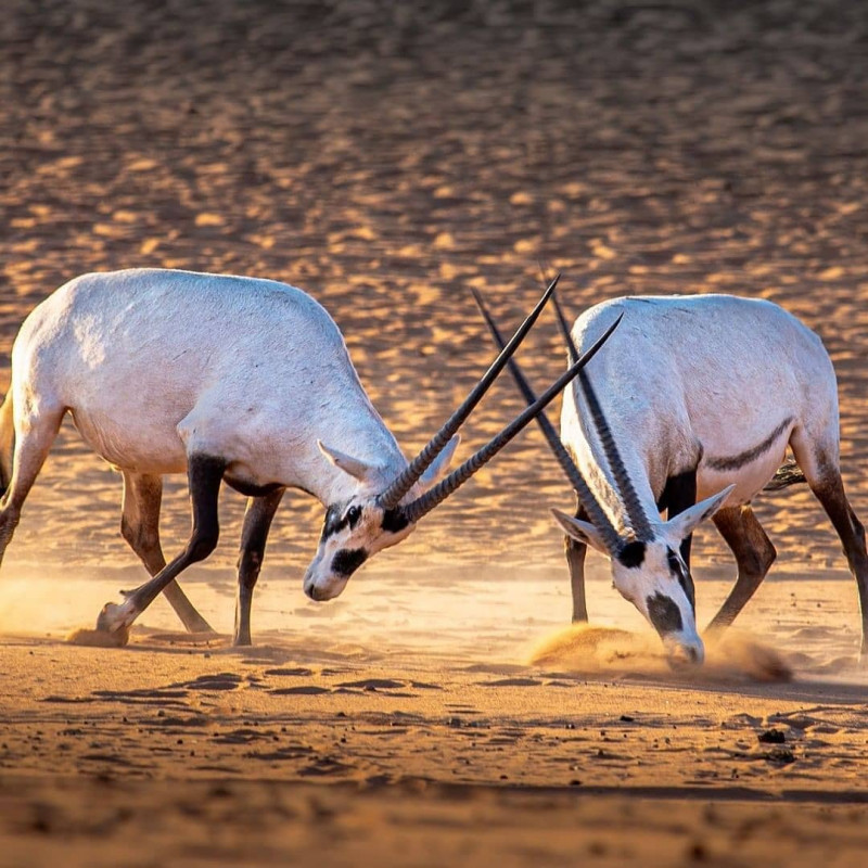 Unleash Your Inner Adventurer with a Full-Day Safari Tour at Nofa