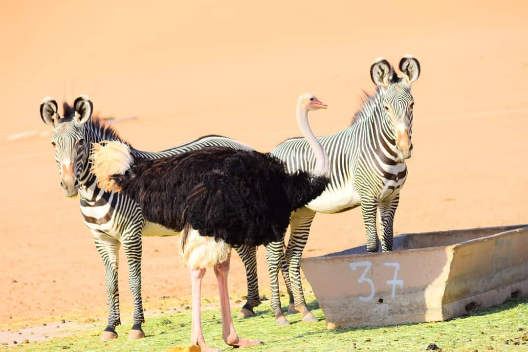 Unleash Your Inner Adventurer with a Full-Day Safari Tour at Nofa