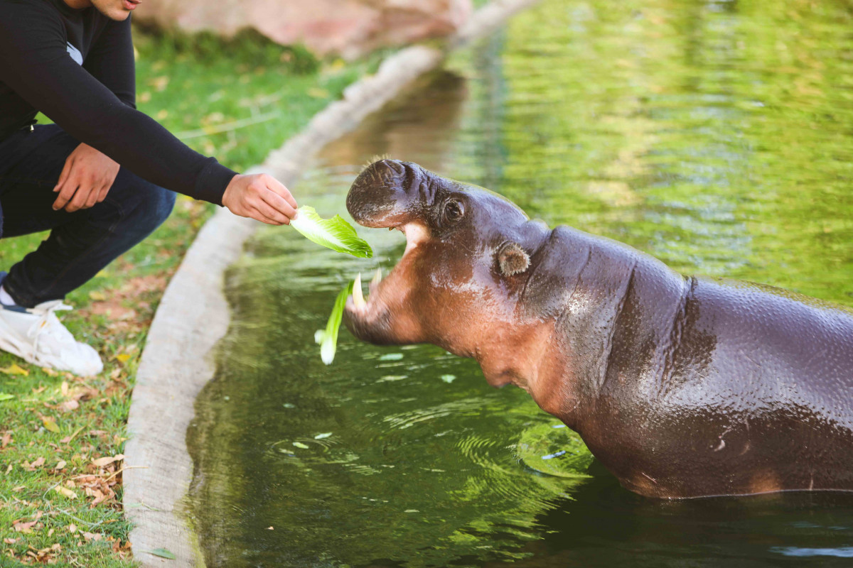 Unleash Your Inner Adventurer with a Full-Day Safari Tour at Nofa