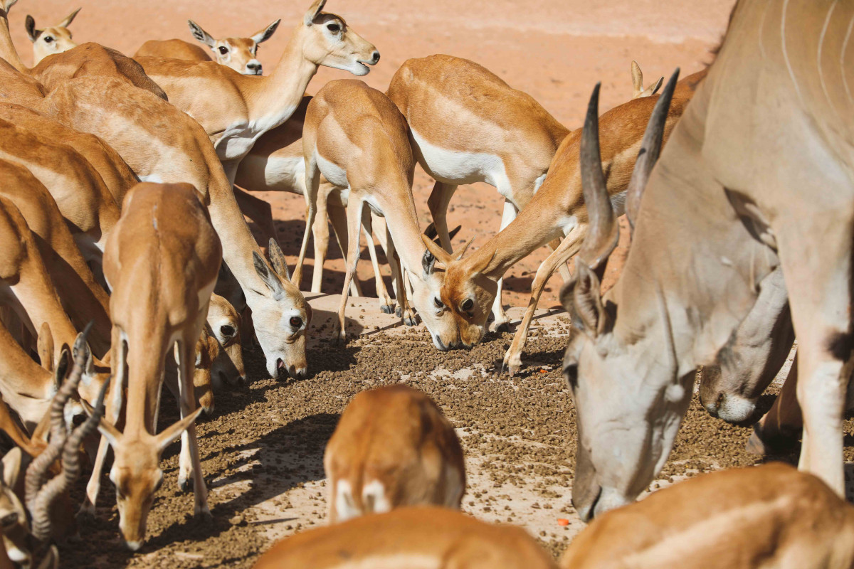 Unleash Your Inner Adventurer with a Full-Day Safari Tour at Nofa